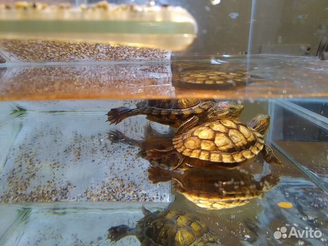 Отдам красноухих черепах