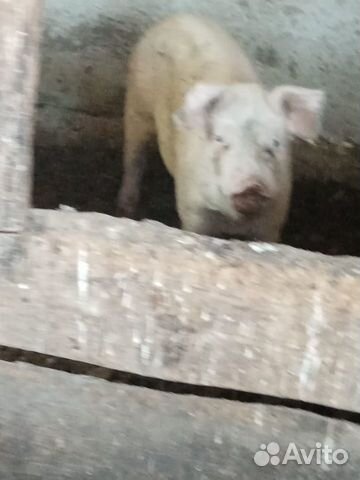 Свини Птица