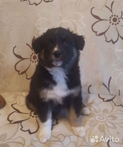 Якутская лайка