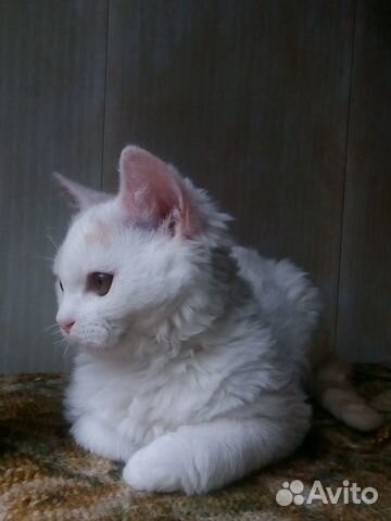 Остин