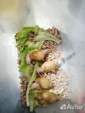 Подарю улиток ахатин