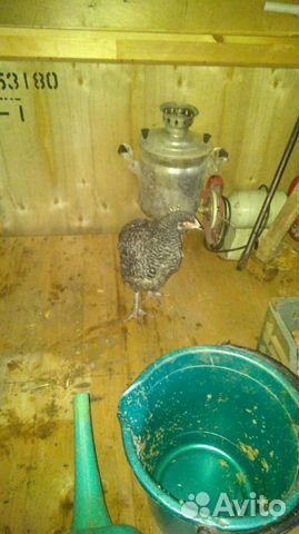 Цеплята породистые