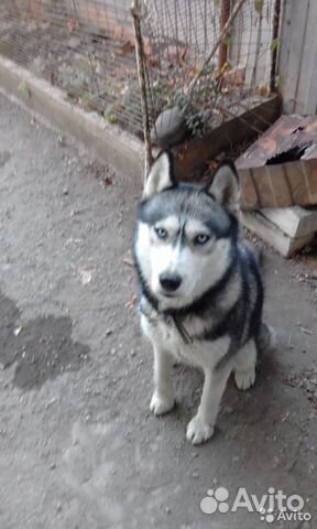 Хаски