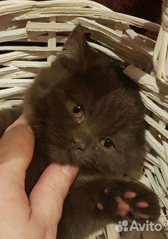 Британские котята редкого окраса шоколад