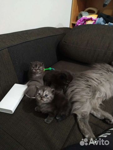 Шотландские няшки