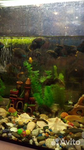 Акара бирюзовая подрощенная