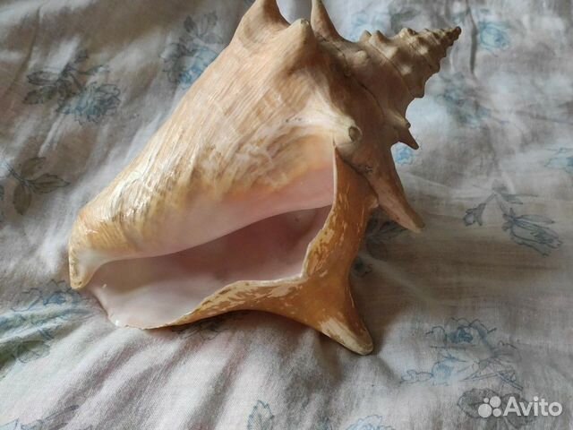 Морские раковины