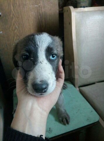 Собака и хомяки