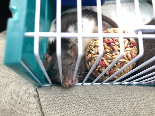 Крыса домашняя