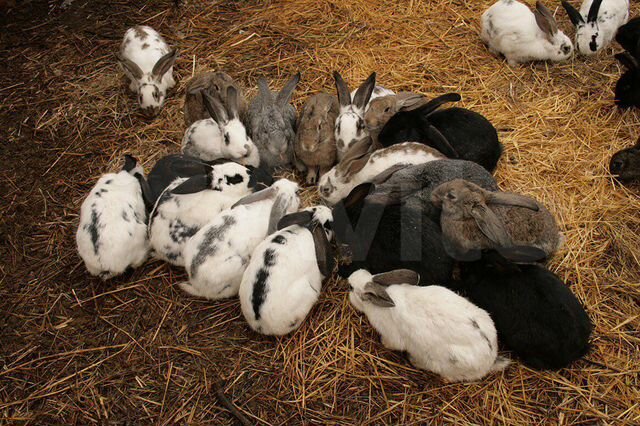 Кролики живым весом