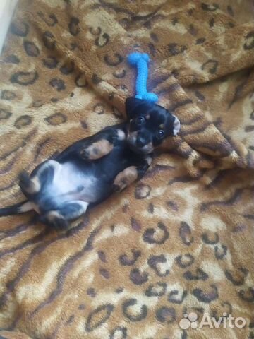 Щенок таксы, смесь Тойчика. Отдам в хорошие руки