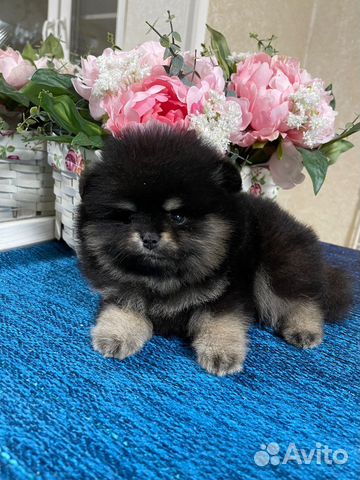 Померанский шпиц Красавчик