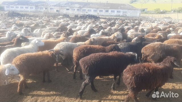 Продаются ягнята
