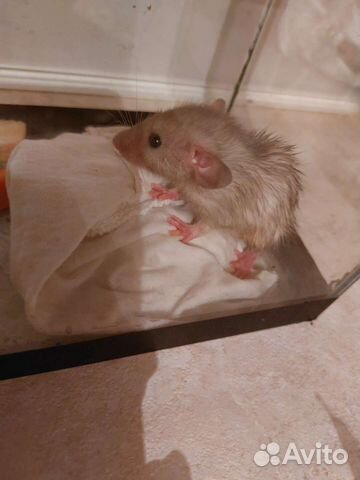 Крыса дамбо