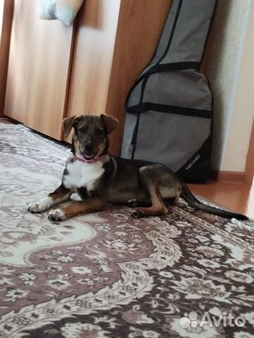 Отдадим в добрые ручки щеночка девочку