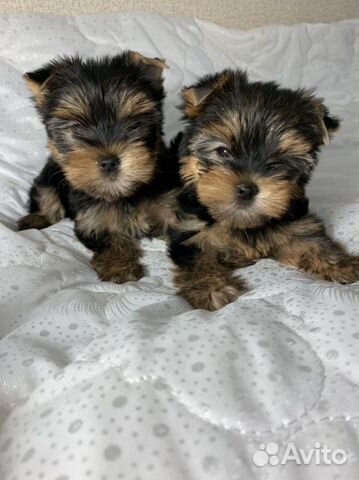 Йоркширский терьер