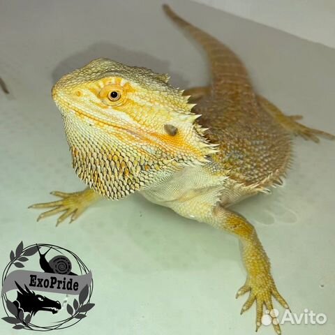 Бородатая агама