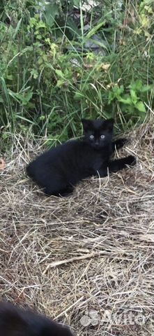 Сибирские котята