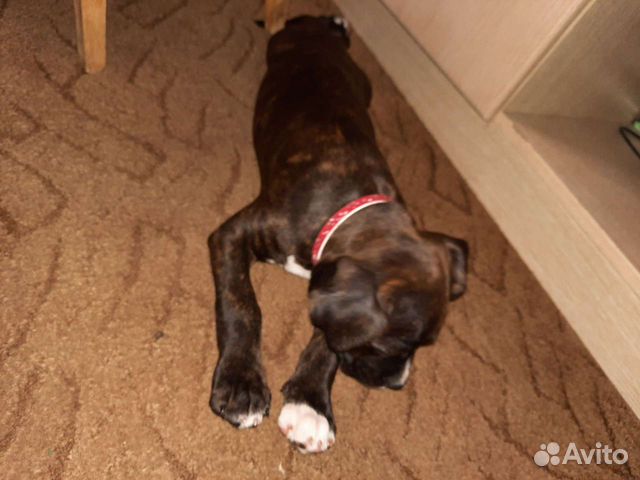 Щенки амстаффа