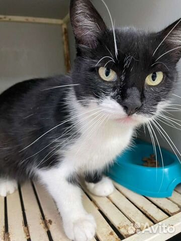 Кошка в дар