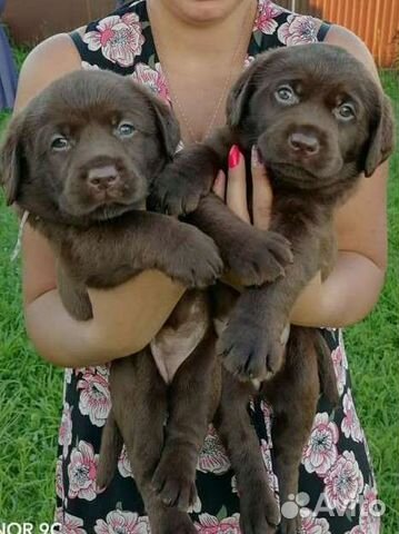 Щенки лабрадора