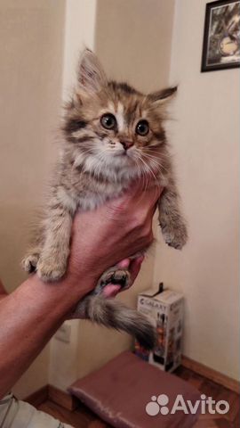 Котенок 3 месяца