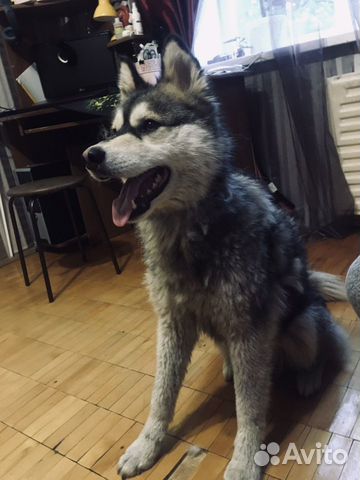 Потерялась собака