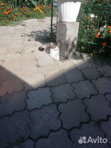 В поисках дома