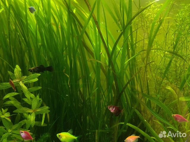 Аквариумное растение