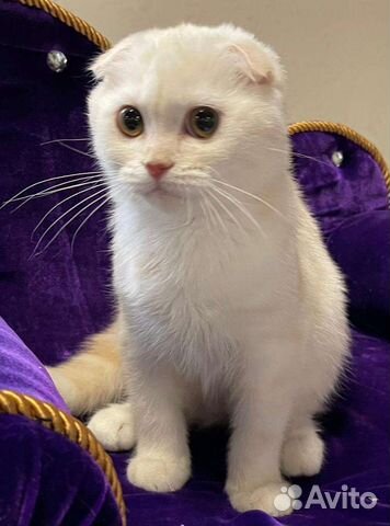 Шотландский кот 5 мес