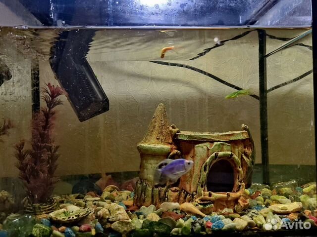 Аквариумные рыбки отдам бесплатно