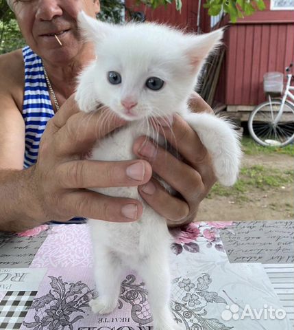 Отдам бесплатно