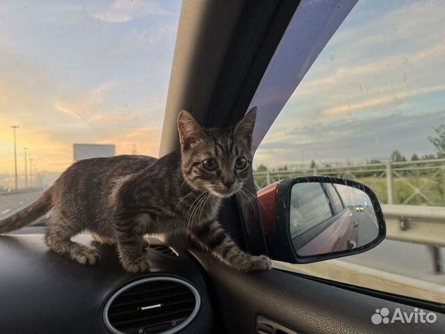 Котенок рысь 2.5 месяца