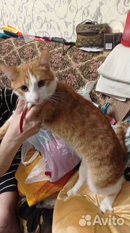 Рыжий котик очарование