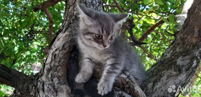 Котёнок