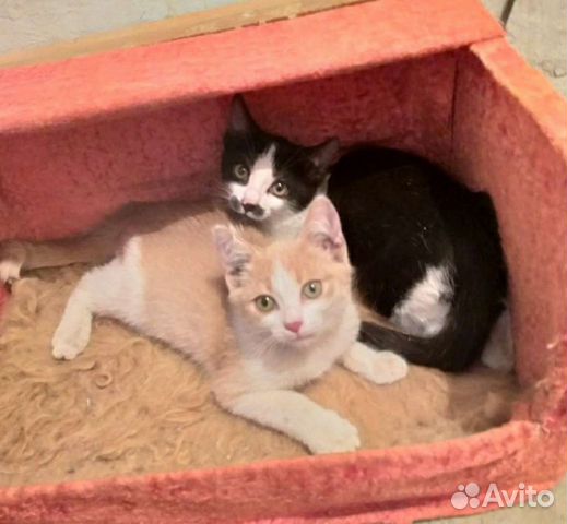 Котята в добрые руки