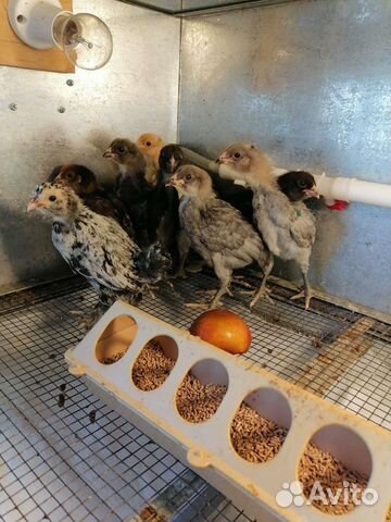 Цыплята амераукана