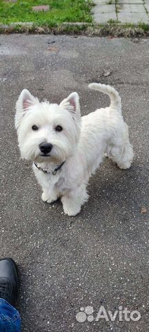 Случка собак west