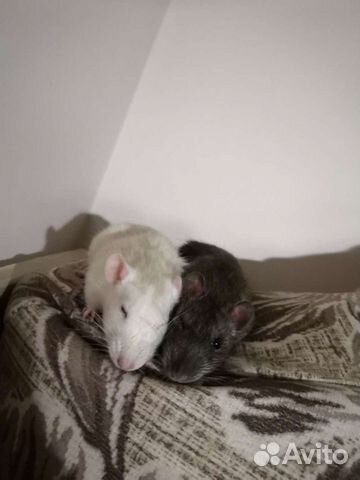 Крысы в добрые руки