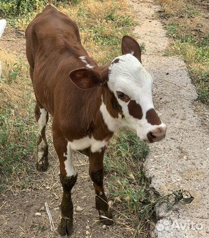 Корова телка