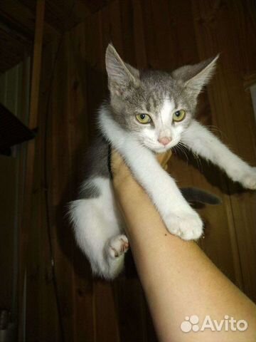 Кошечка ищет своих хозяев