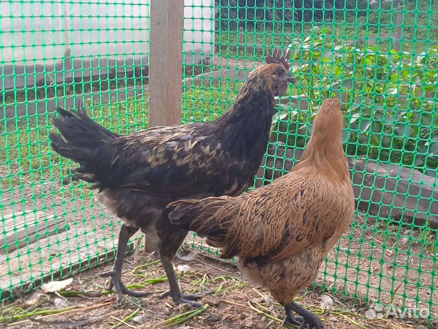 Семья Лакендази