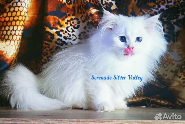 Британская Длинношерстная шиншилла