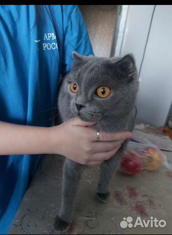 Шотландская