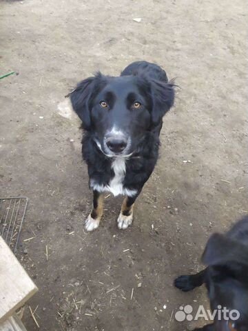 Ласковая собачка Тигра