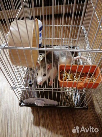 Бесплатно Декоративная крыса с клеткой