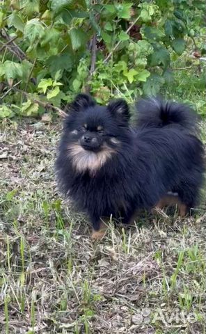 Померанский шпиц мини щенок