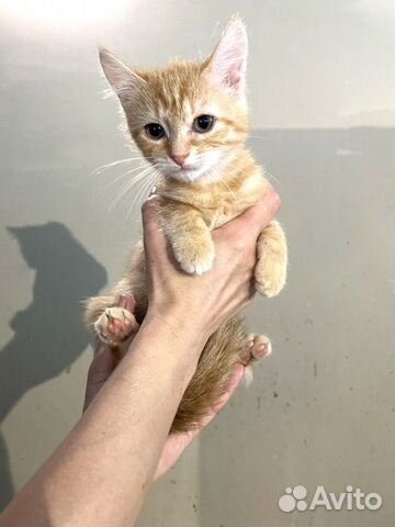 Кошечка Солей ищет дом