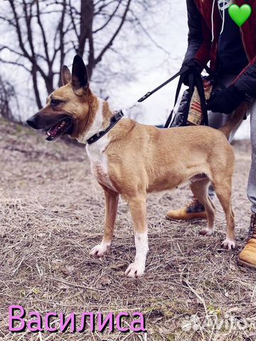 Собака из приюта. Василисе очень нужен дом