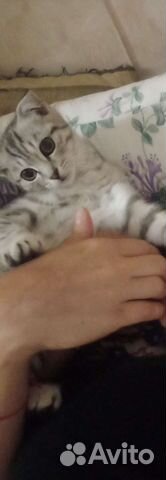 Британкий котик
